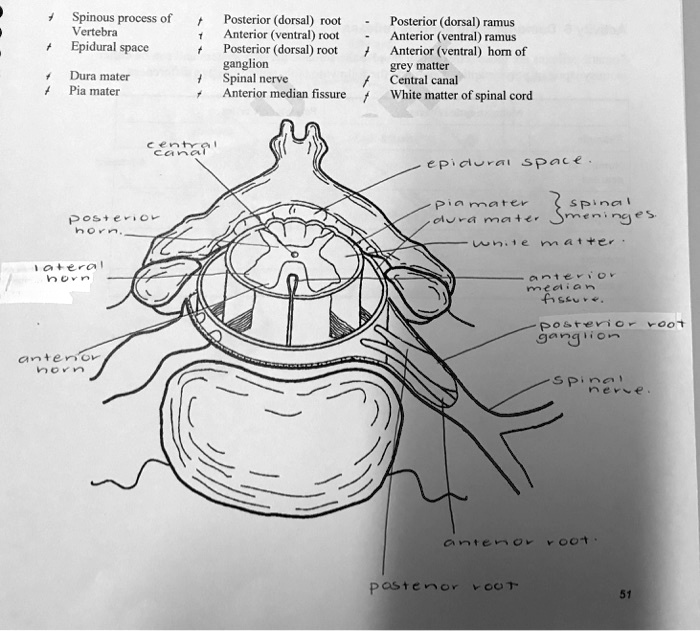 SOLVED: Is this correct so far? Where is the posterior dorsal ramus and ...