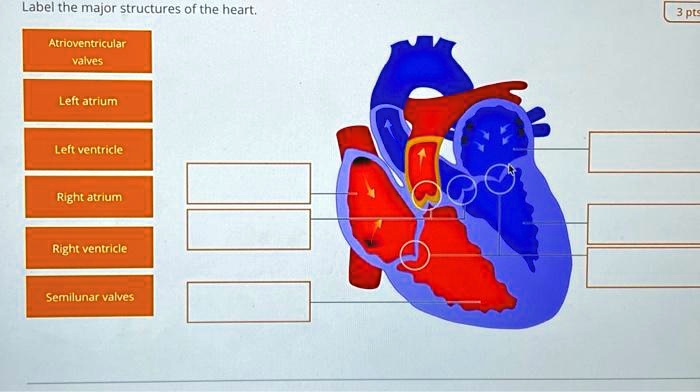 SOLVED: Label the major structures of the heart. - Atrioventricular ...