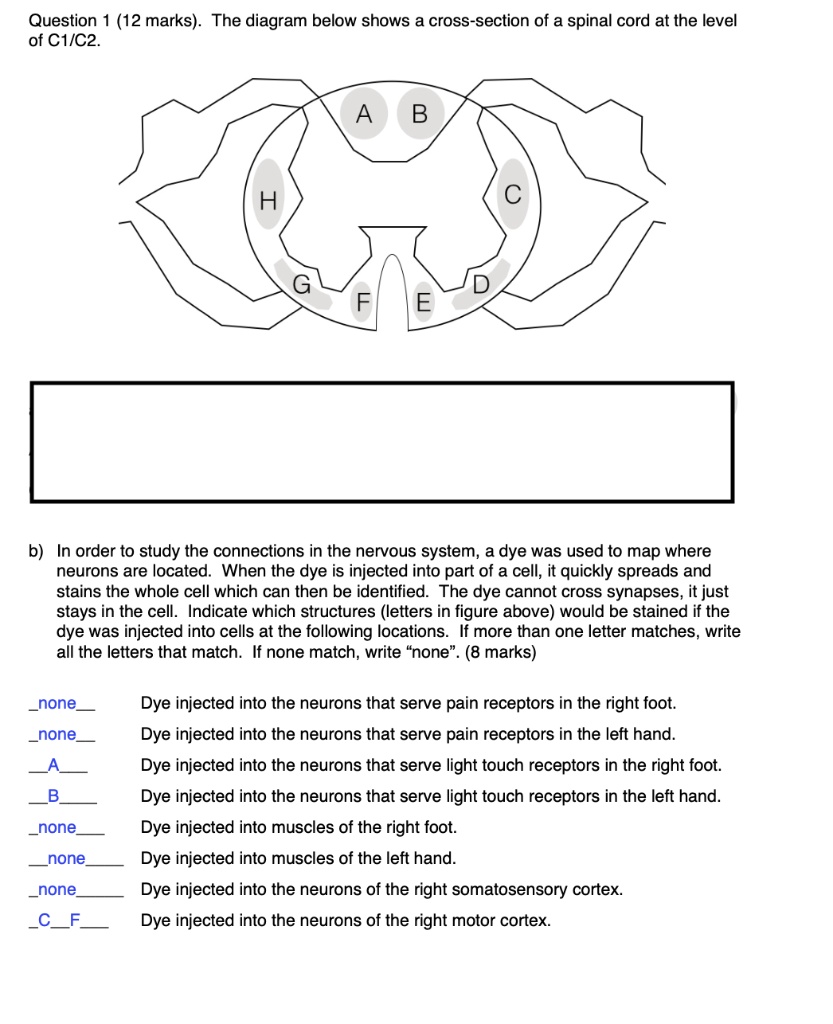 Question 1 (12 marks). The diagram below shows a...