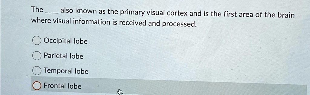The also known as the primary visual cortex and is the first area of ...