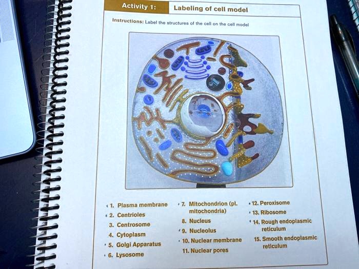 Activity 1: Labeling of cell model Instructions: Label the structures of the cell on the cell ...