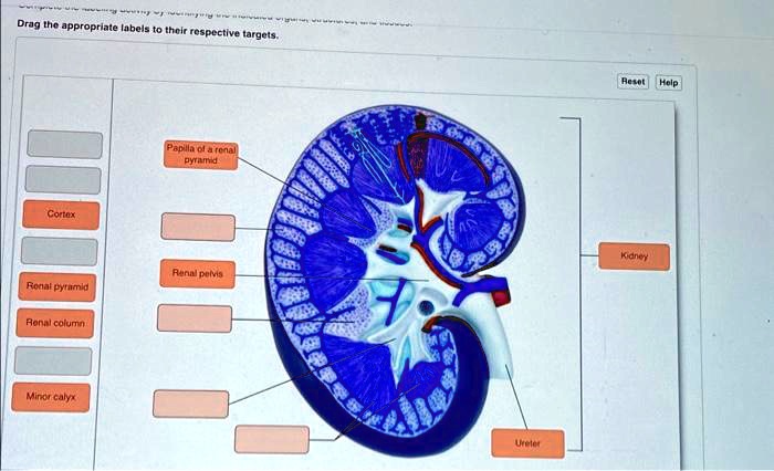 Drag the appropriate labels to their respective targets. Reset Help ...