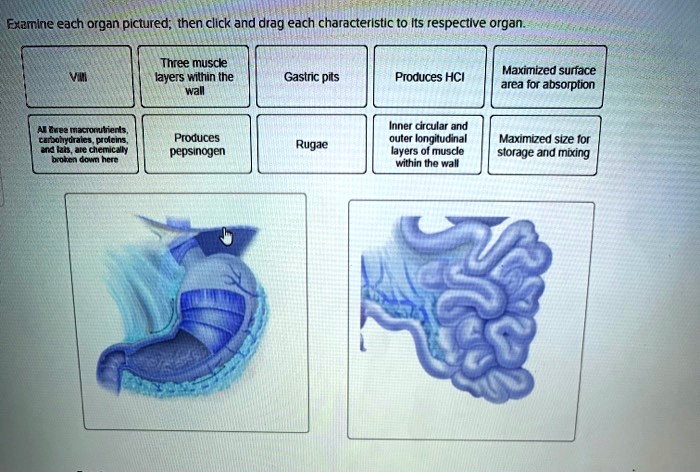 [GET ANSWER] Examine each organ pictured; then click and drag each characteristic to its ...