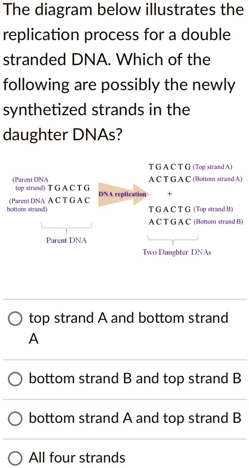 SOLVED: The diagram below illustrates the replication process for a ...