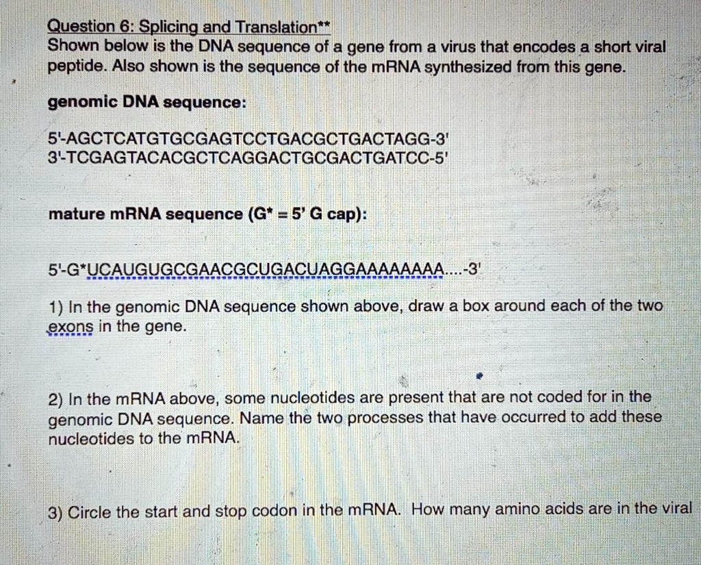 SOLVED: Question 6: Splicing and Translation: Shown below is the DNA ...