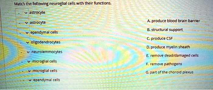 SOLVED: Match the following neuroglial cells with their functions: A ...