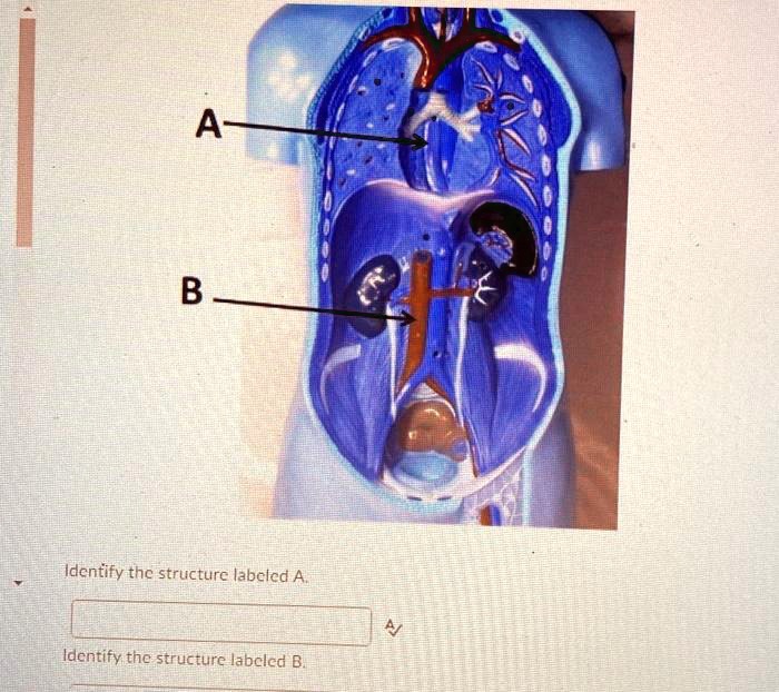 SOLVED: A B Identify the structure labeled A ldentify the structure ... SOLVED: A B Identify the structure labeled A ldentify the structure ...