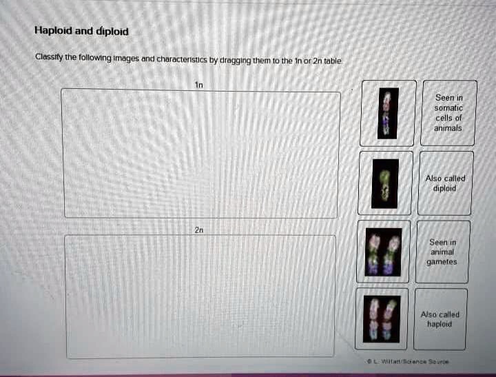 haploid and diploid classity the following images and characteristics ...