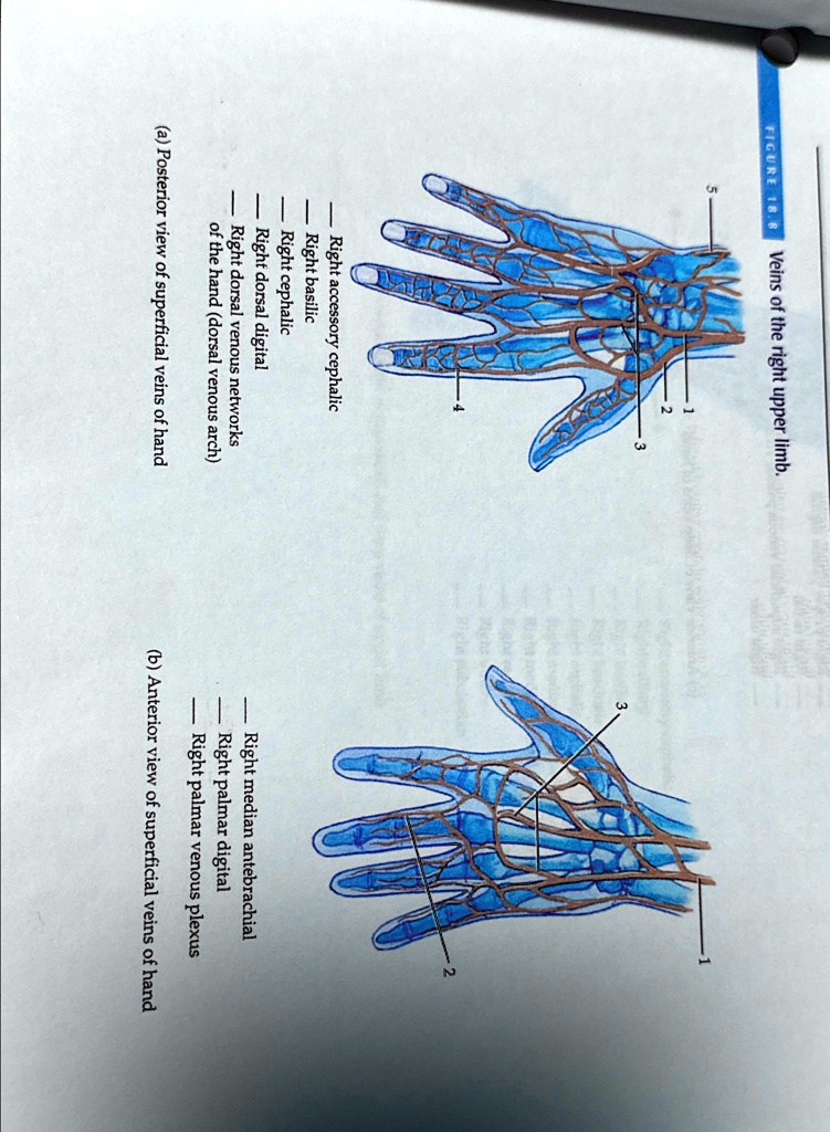 FIGURE 18.8 Veins of the right upper limb. 3 3 2 Right...