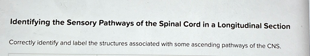 identifying the sensory pathways of the spinal cord in a longitudinal ...