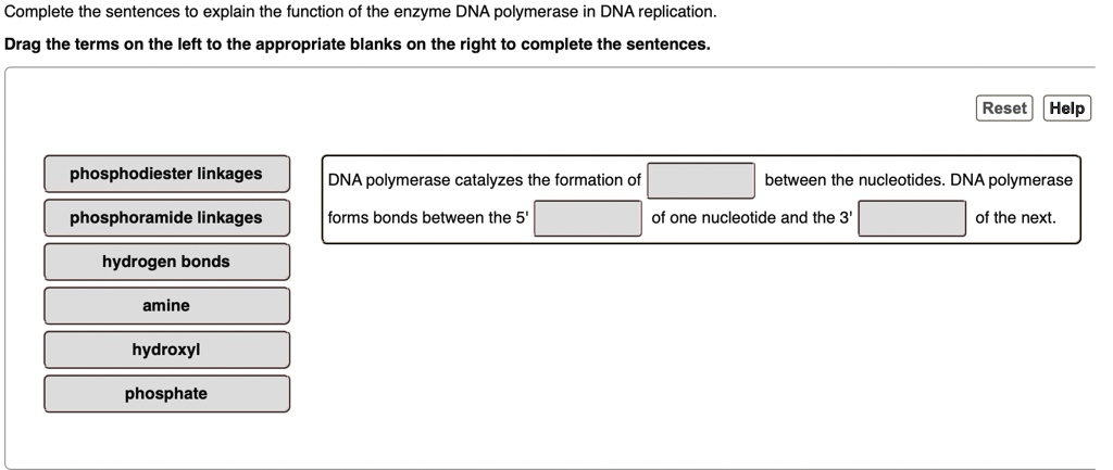 SOLVED: Complete the sentences to explain the function of the enzyme ...
