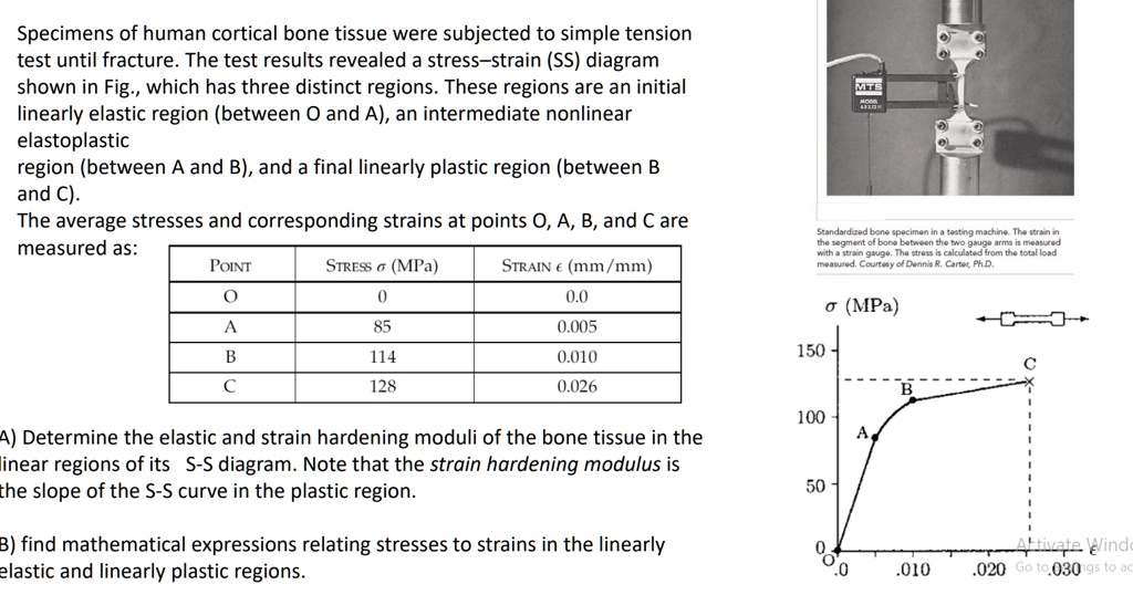 Specimens of human cortical bone tissue were subjected to...