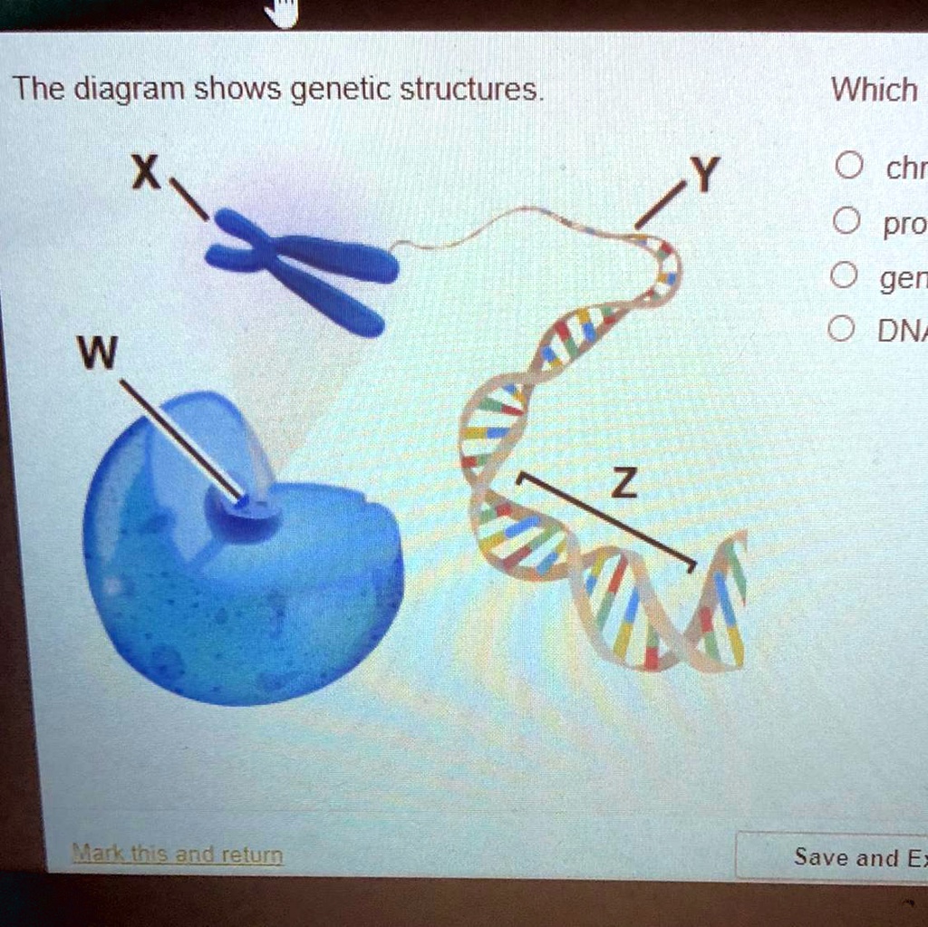 The diagram shows genetic structures. Which label best represents the ...