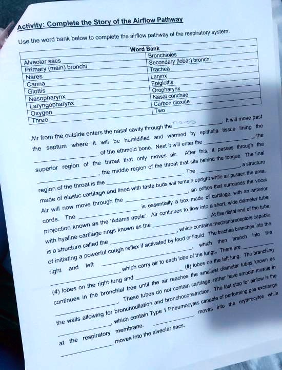 Activity: Complete the Story of the Airflow Pathway Use the word bank ...