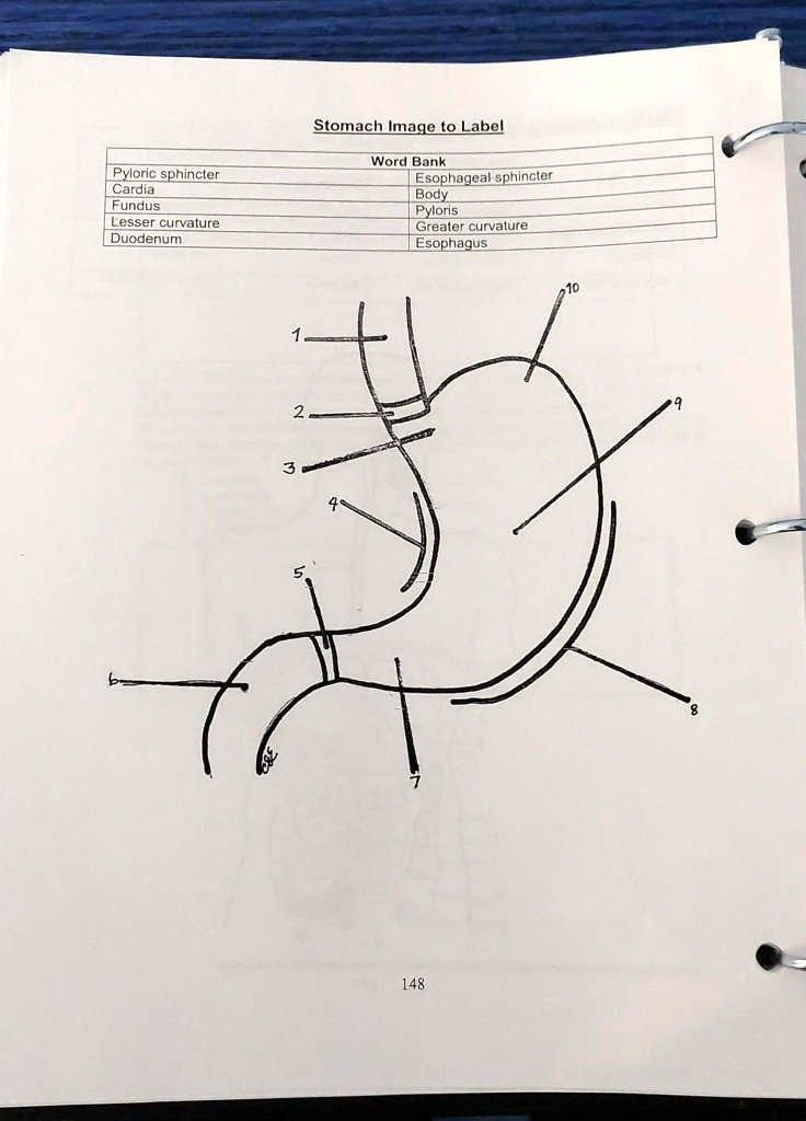 Pyloric sphincter Cardia Fundus Lesser curvature Duodenum Stomach Image ...
