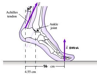 1draw the free body diagram fbd of the foot showing all external forces ...