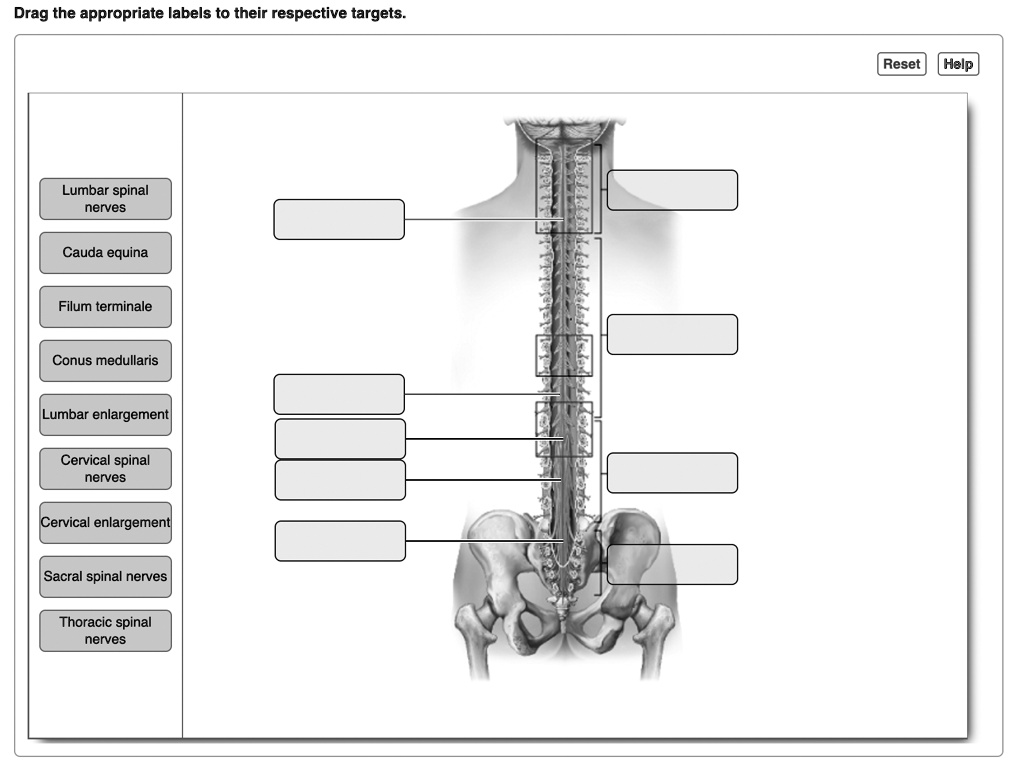 Drag the appropriate labels to their respective targets. Lumbar spinal ...