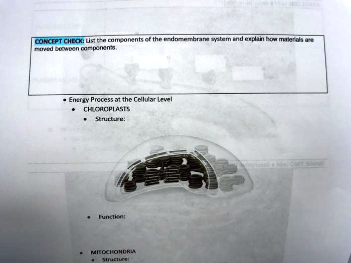 CONCEPT CHECK: List the components of the endomembrane system and ...