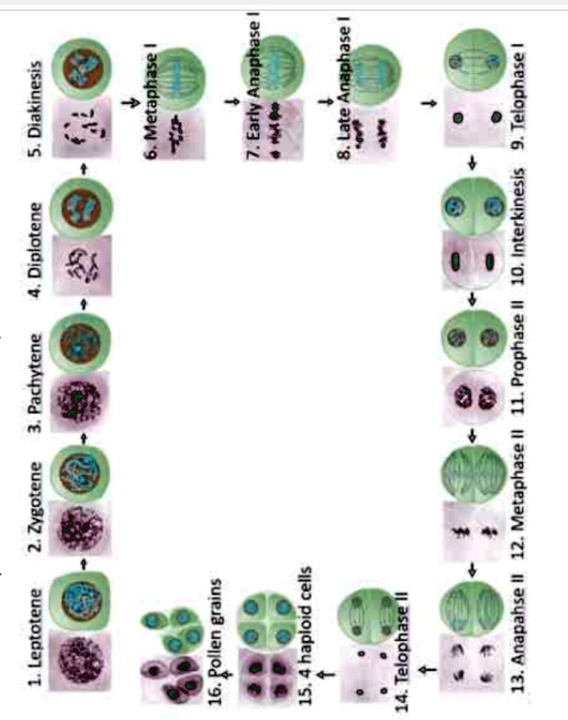 SOLVED The Stages Of Cell Division In A Lily Flower Are Numbered Here solved-the-stages-of-cell-division-in-a-lily-flower-are-numbered-here