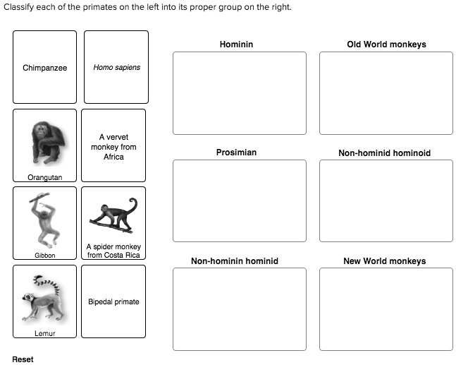 Classify each of the primates on the left into its proper group on the ...