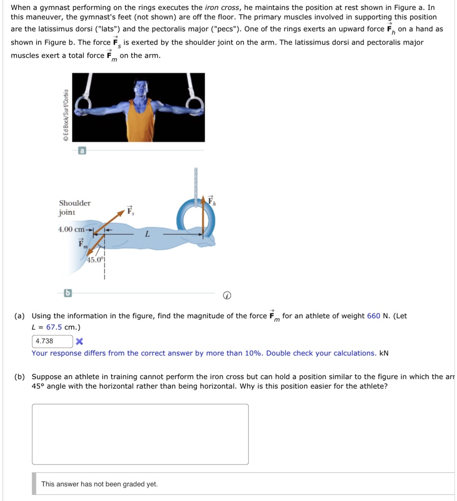 SOLVED: When a gymnast performing on the rings executes the iron cross ...