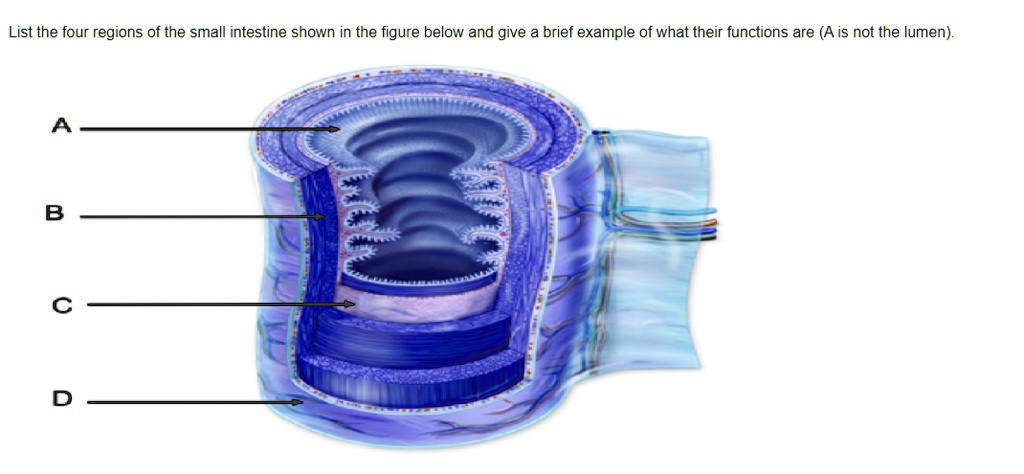 List the four regions of the small intestine shown in the...