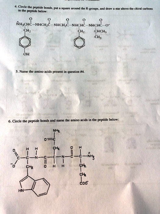 4. Circle the peptide bonds, put a square around the R-groups, and draw ...
