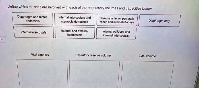 Define which muscles are involved with each of the respiratory volumes ...