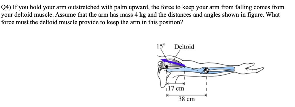SOLVED: Q4) If you hold your arm outstretched with palm upward, the ...
