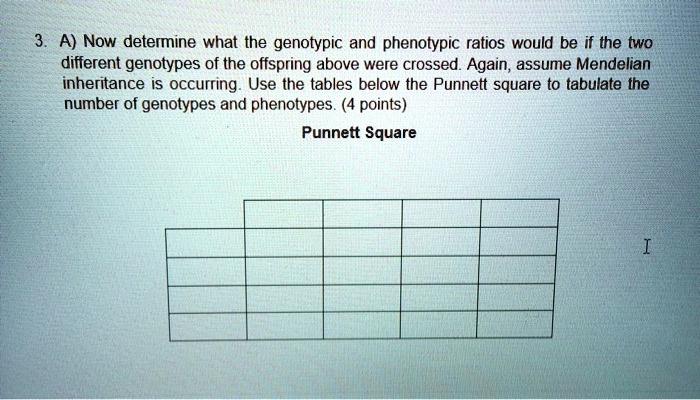 Solved A Now Determine What The Genotypic And Phenotypic Ratios Would