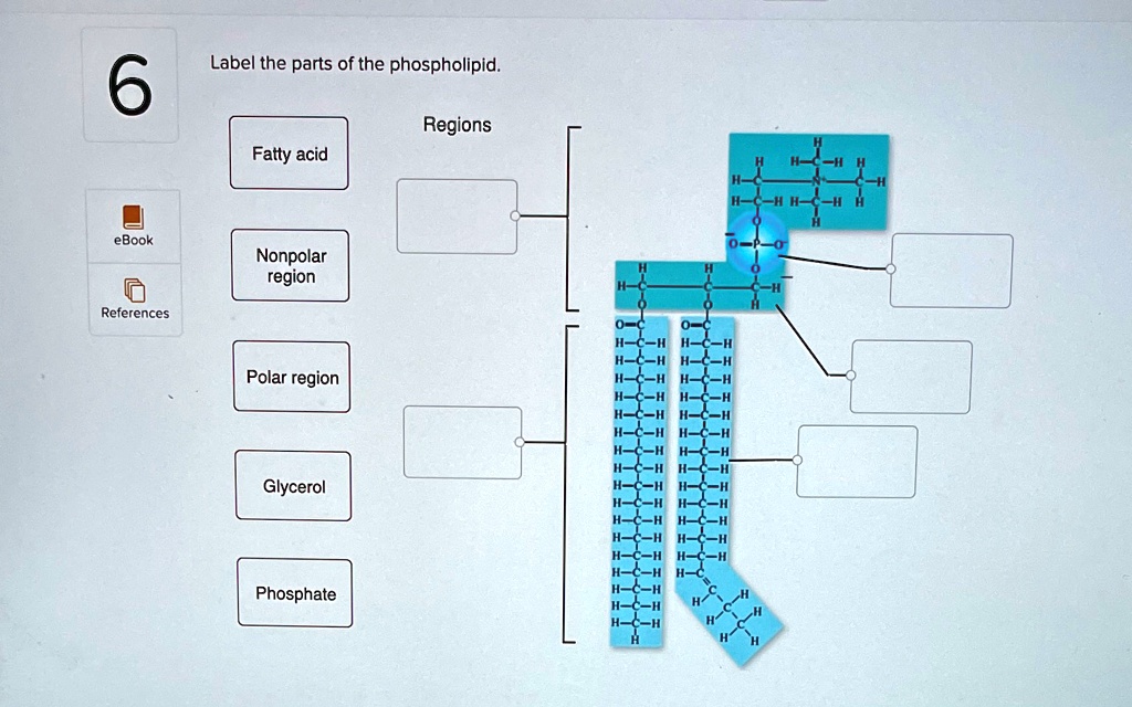 6 Label the parts of the phospholipid. Regions Fatty acid eBook ...