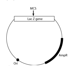 SOLVED: Figure 1 shows the plasmid pUC18. This plasmid contains a LacZ ...