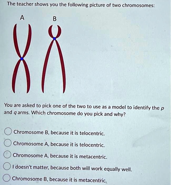 The teacher shows you the following picture of two chromosomes: A B You ...