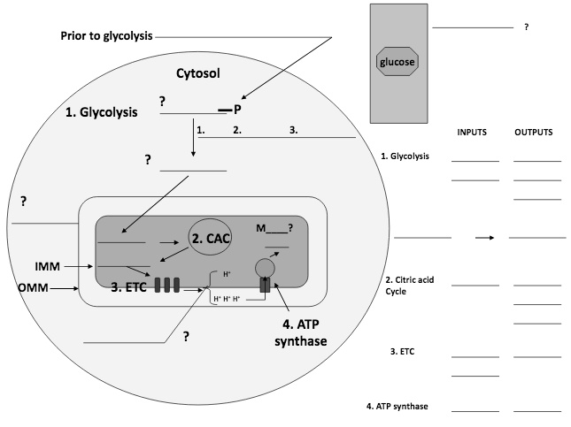 SOLVED:Prior to glycolysis glucose Cytosol Glycolysis INPUTS OUTPUTS Glycolysis CAC) IMM Citric ...