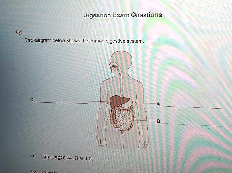 Q1. Digestion Exam Questions The diagram below shows the human ...