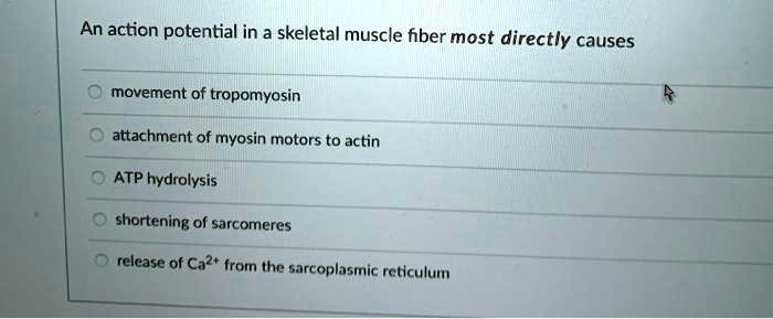 An action potential in a skeletal muscle fiber most directly causes ...
