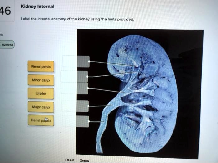 Kidney Internal 46 02:00:53 Label the internal anatomy of the kidney ...