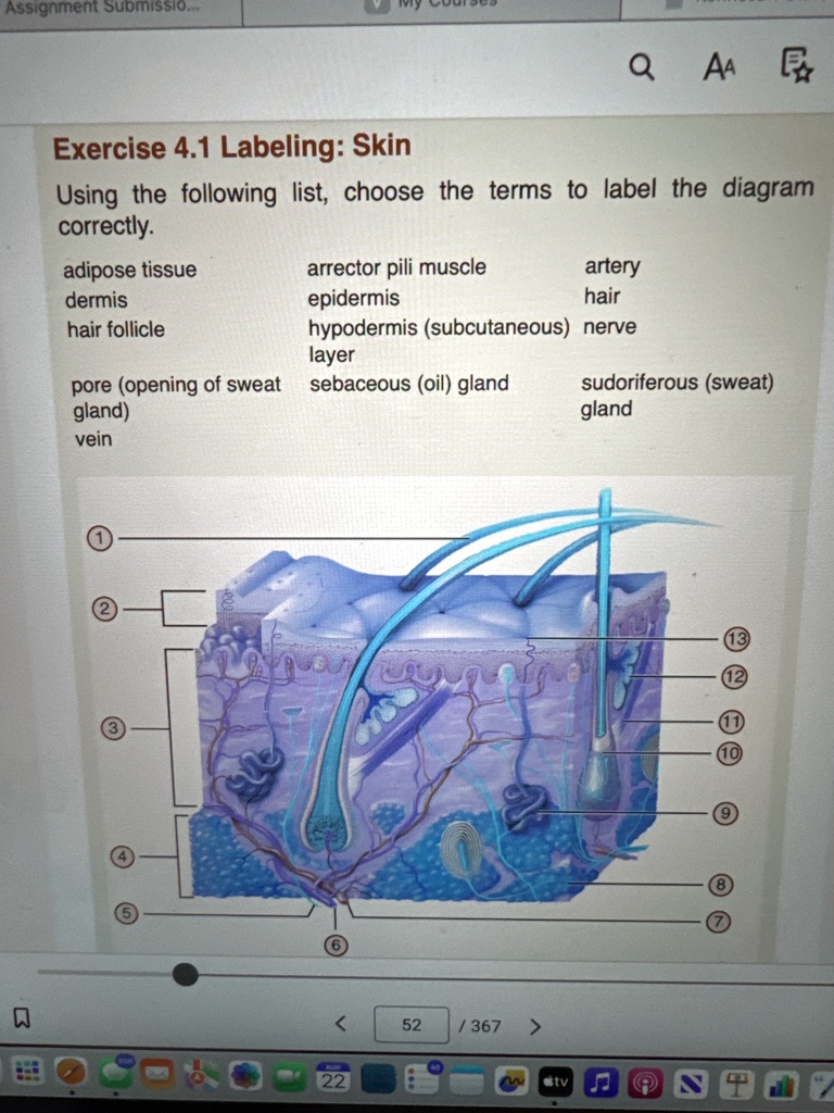 exercise 41 labeling skin using the following list choose the terms to ...