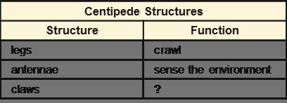 juan is making a chart to organize his notes about centipedes which ...