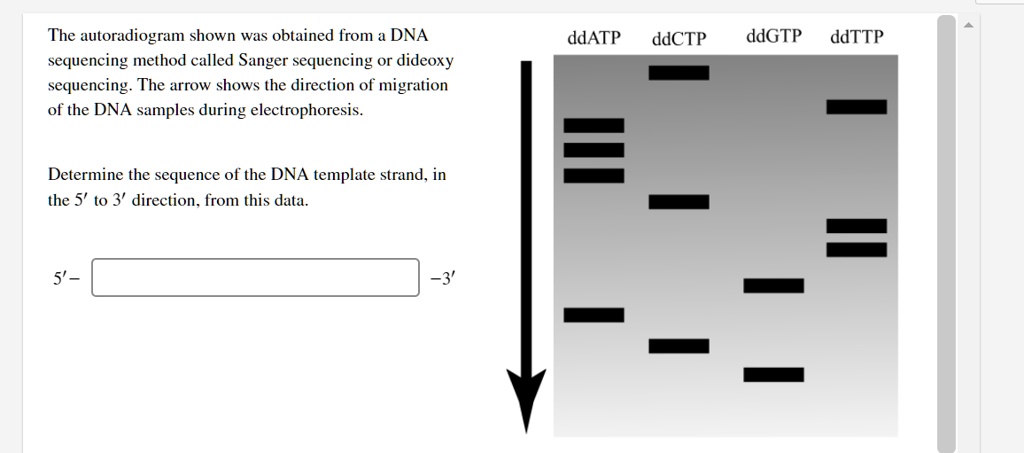 SOLVED: The autoradiogram shown was obtained from a DNA sequencing ...
