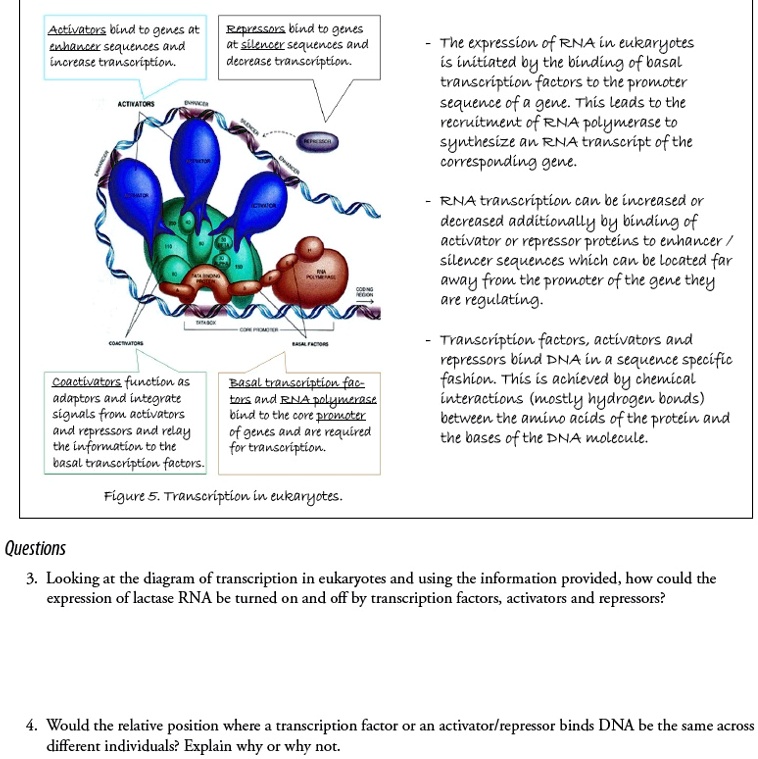 SOLVED: Activators bind to genes and increase transcription. Repressors ...