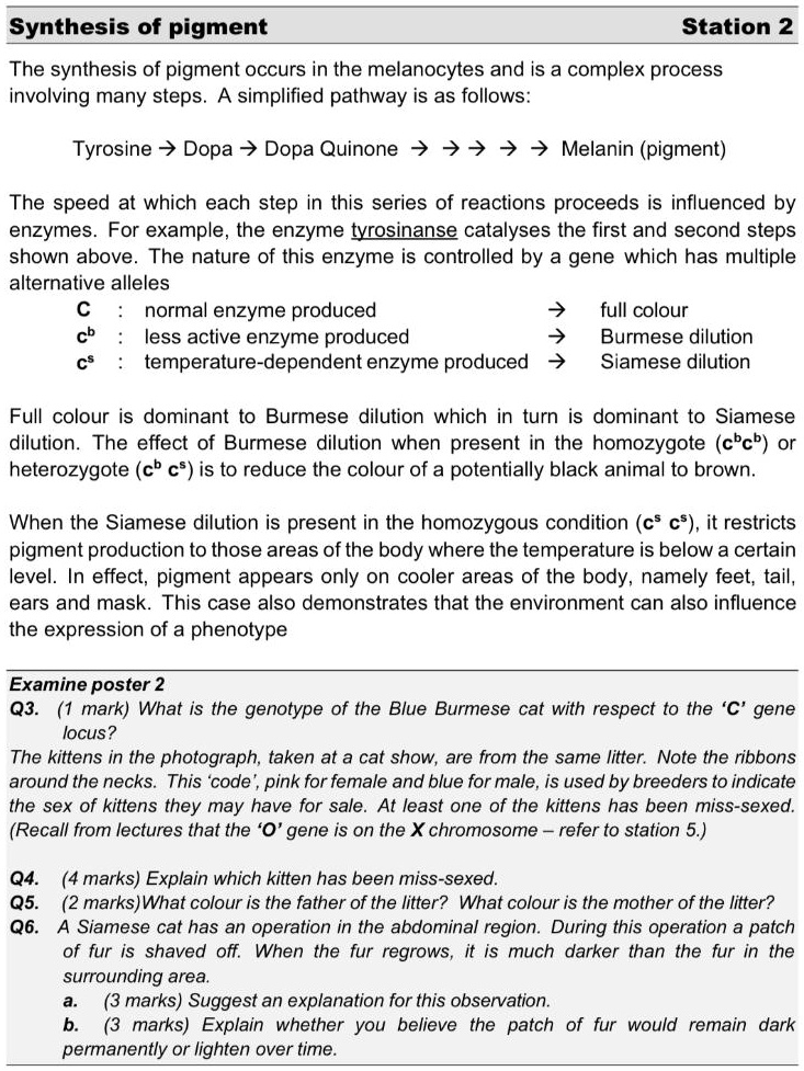 SOLVED: Title: Synthesis of Pigment and Genetic Factors in Cats Station ...