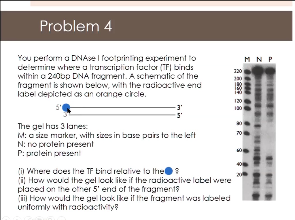 problem 4 you perform a dnase footprinting experiment to determine ...