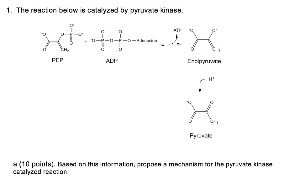 SOLVED:The reaction below is catalyzed by pyruvate kinase_ ATP ...