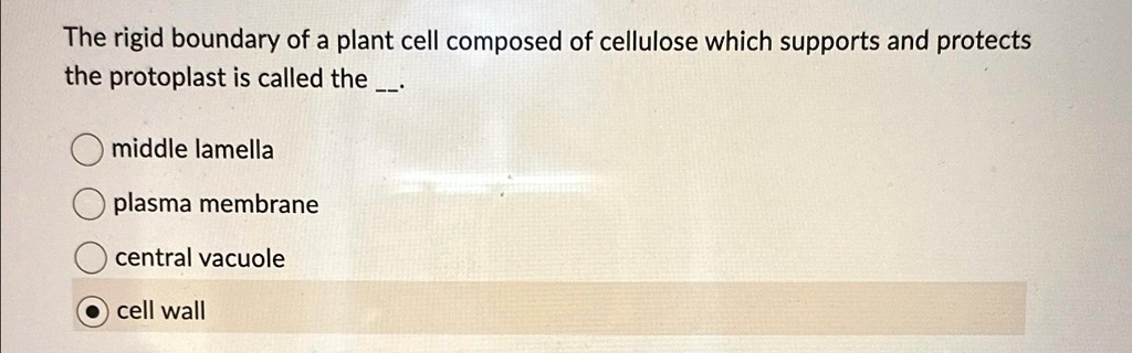 SOLVED: The rigid boundary of a plant cell composed of cellulose which ...