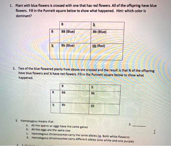 plant with blue flowers is crossed with one that has red flowers all of ...