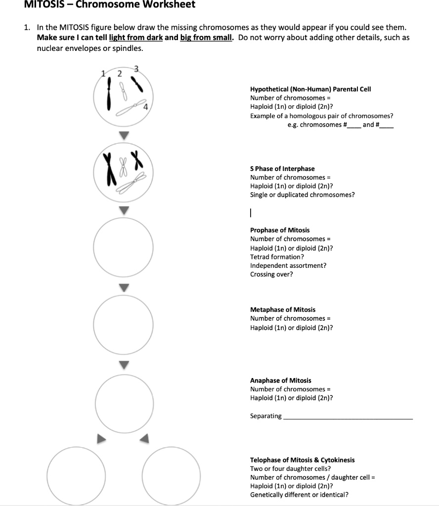 mitosis chromosome worksheet the mitosis figure below draw the missing ...