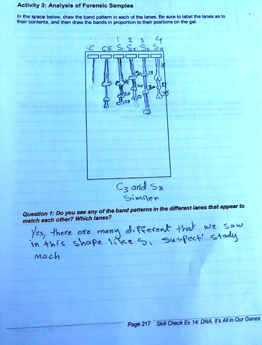 Activity 3: Analysis of Forensic Samples In the space below, draw the ...