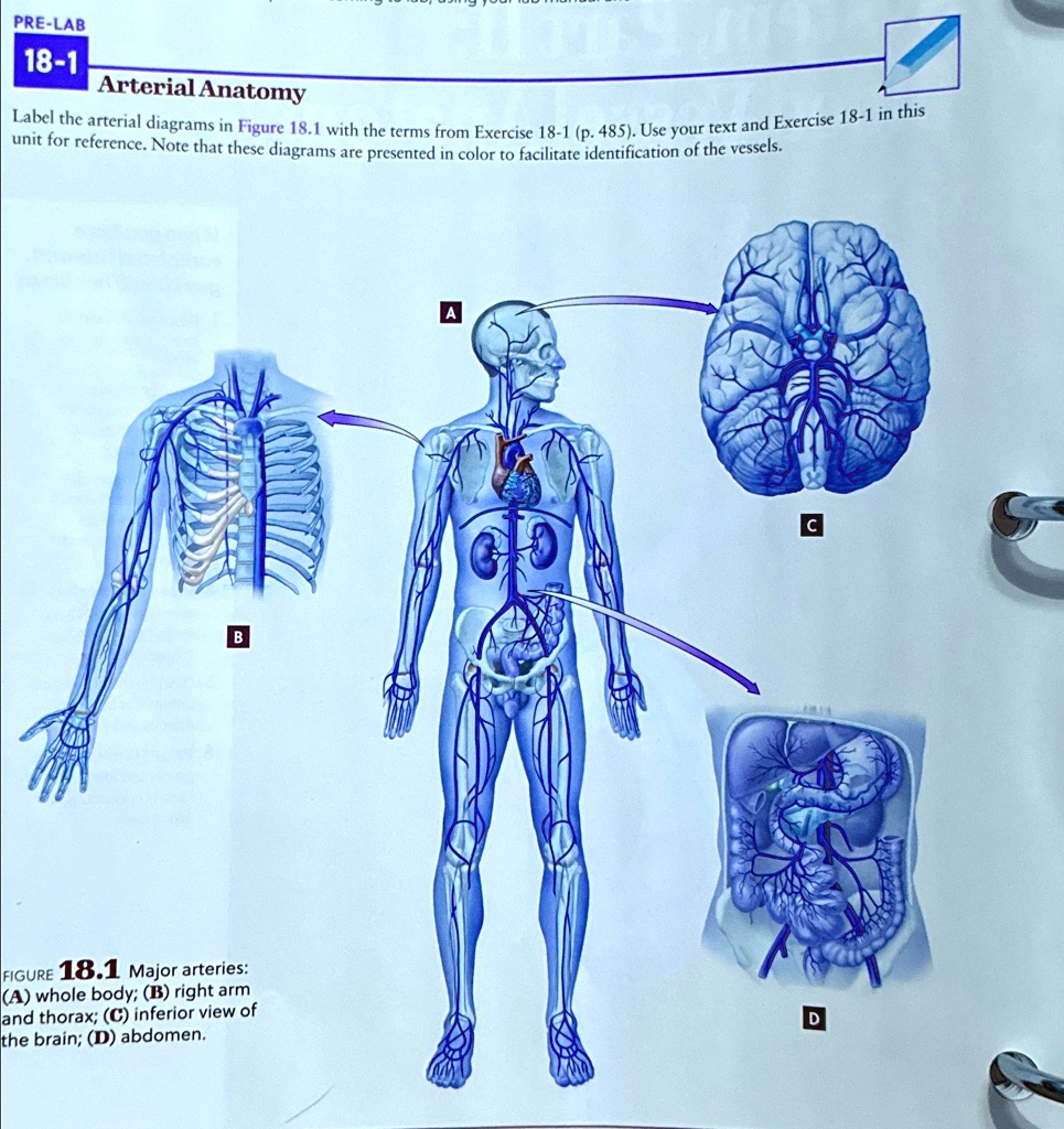SOLVED: PRE-LAB 18-1 Arterial Anatomy Label the arterial diagrams in ... SOLVED: PRE-LAB 18-1 Arterial Anatomy Label the arterial diagrams in ...