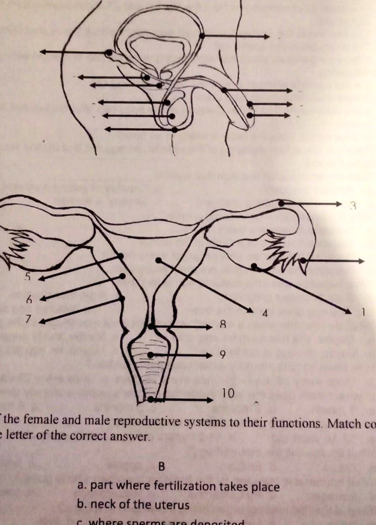 SOLVED: "Directions Label the parts of the male and female reproductive ...